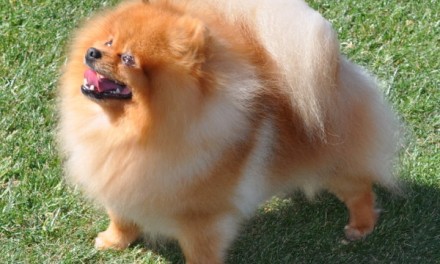 Pomeranian Breed Profile | Pomeranian Australia