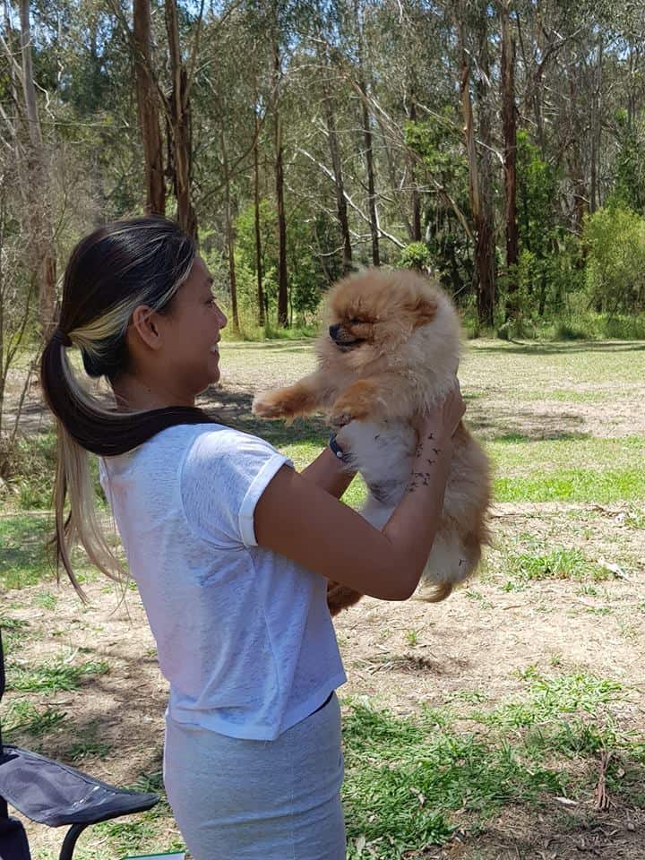 Pomeranians Australia – Dochlaggie Community