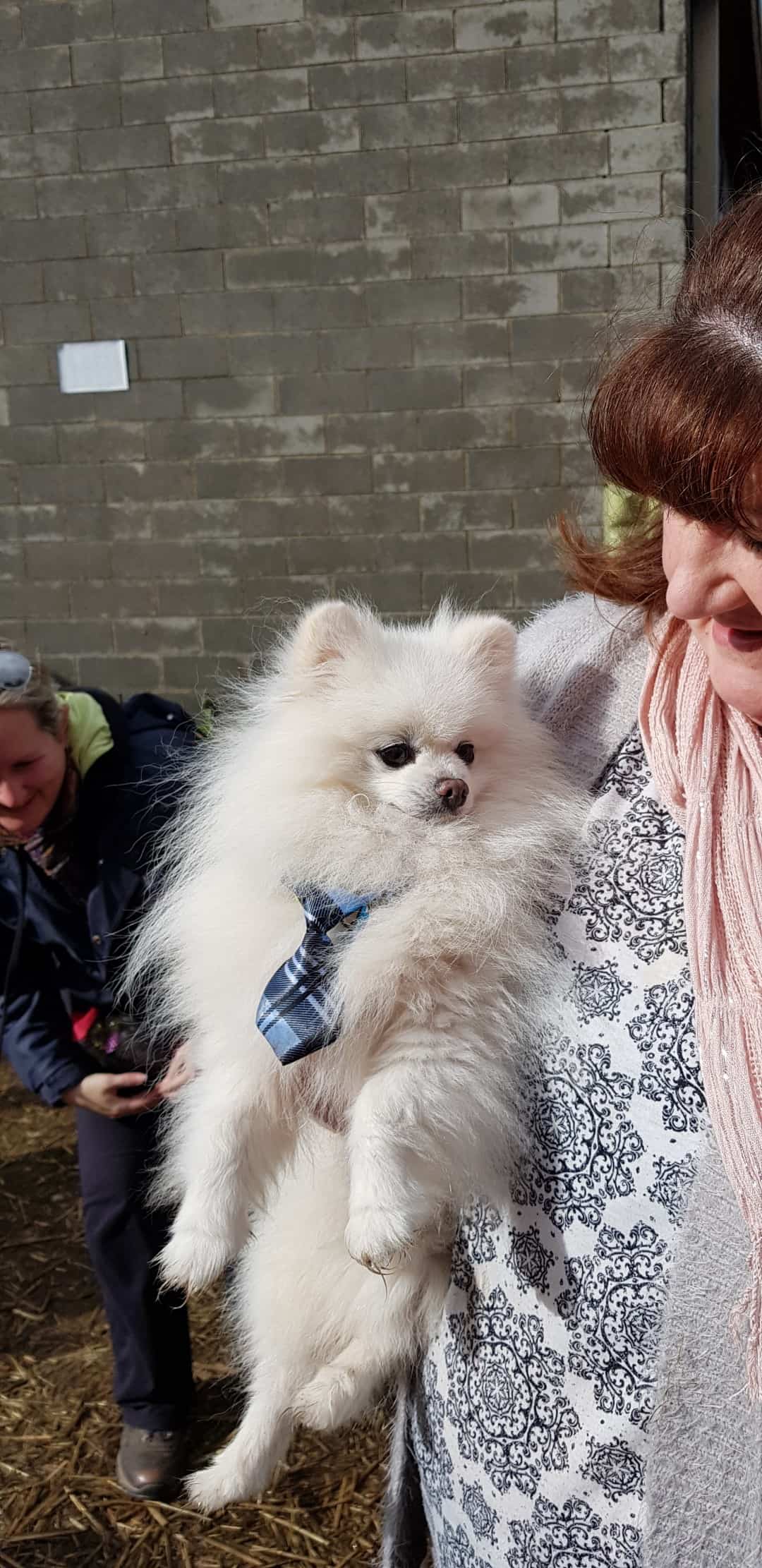 Melbourne Pomeranian Meet-Up June 2018 | Pomeranian Australia