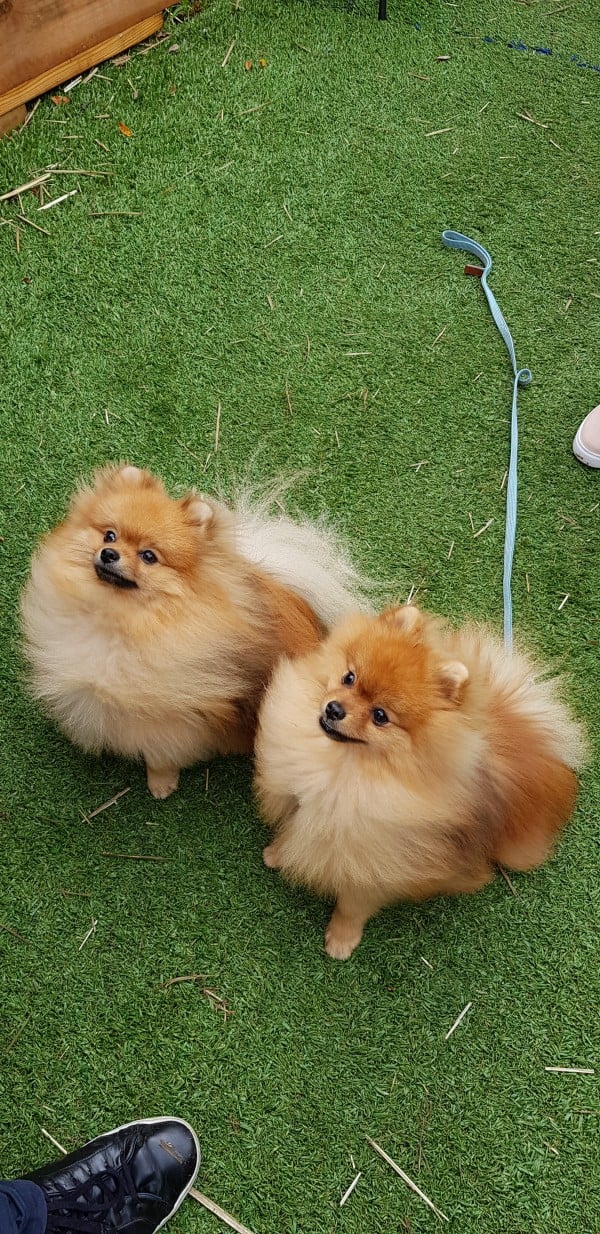 Pomeranians Australia