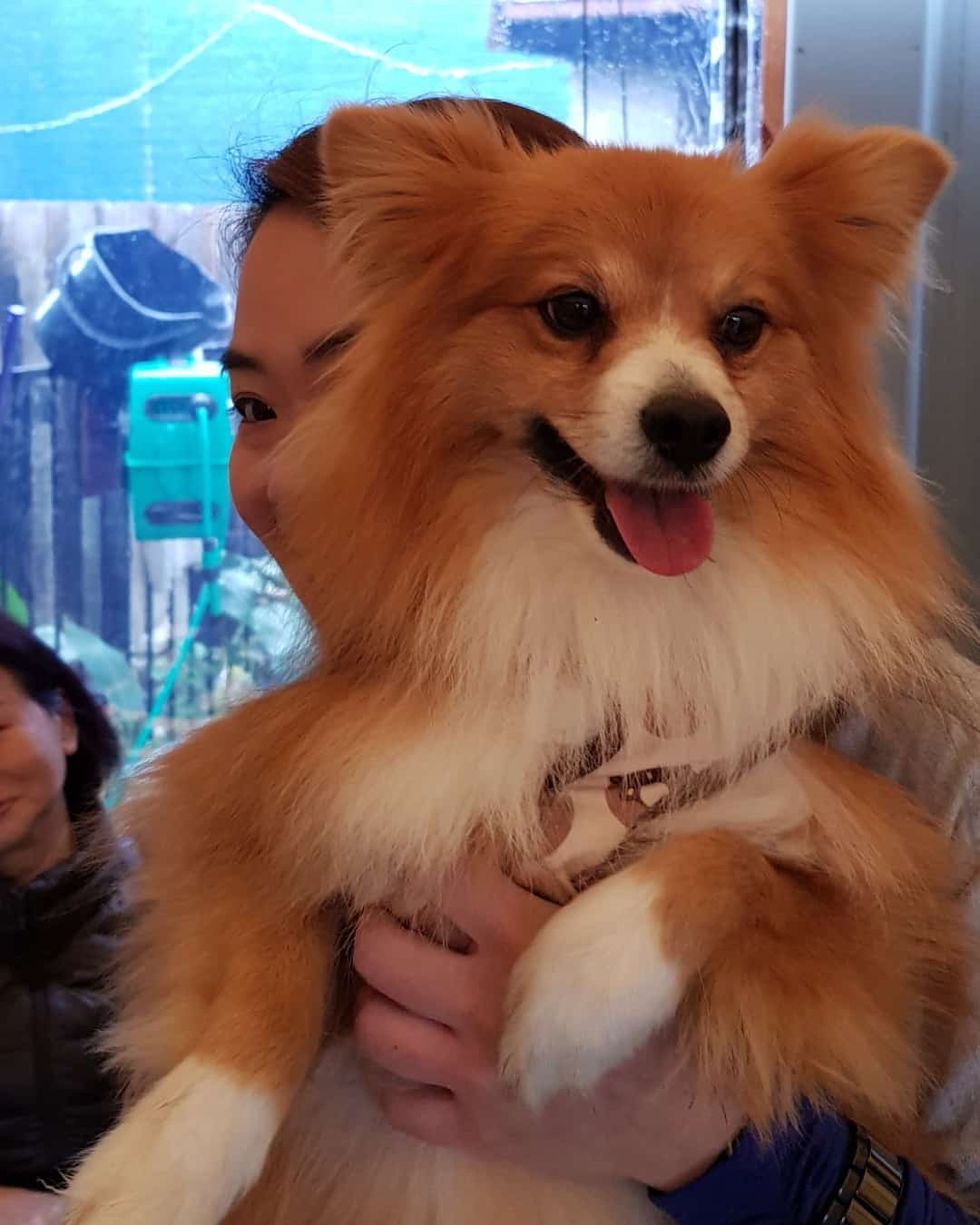Melbourne Pomeranian Meet-Up June 2018 | Pomeranian Australia