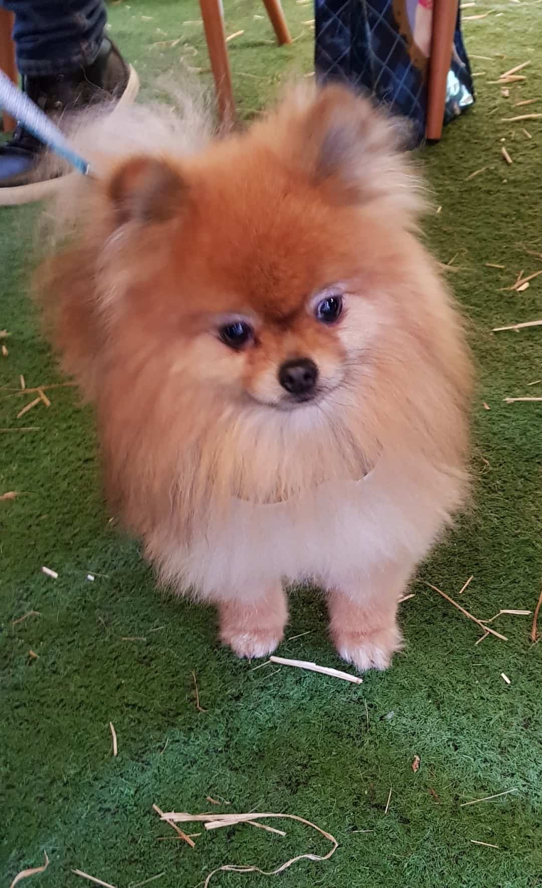 Melbourne Pom Meet-Up June 2018 | Pomeranians Australia
