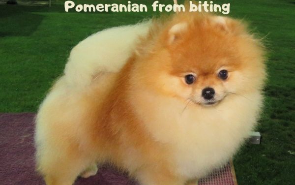 Pomeranian Australia