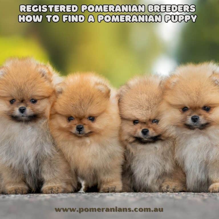 Pomeranian Breeders Australia: Find Pomeranian Puppies | Pomeranian ...