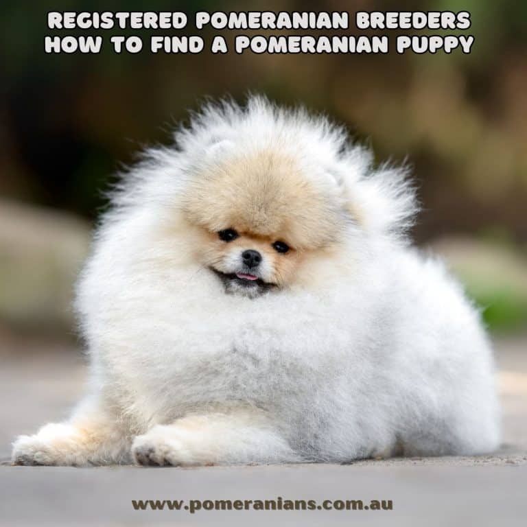 Pomeranians Australia