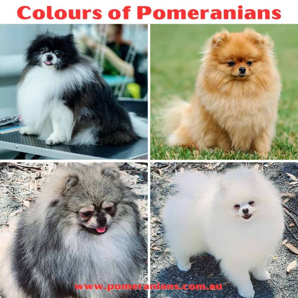 Recognized Colours of Pomeranians Australia Explained | Pomeranian ...