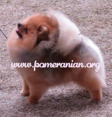 Pomeranian Dog Breed Information | Pomeranians Australia