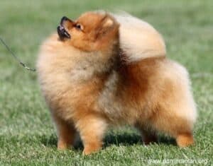 Pomeranian Dog Breed Information - Pomeranian Australia