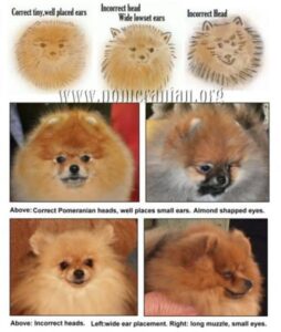 Pomeranian Dog Breed Information | Pomeranians Australia