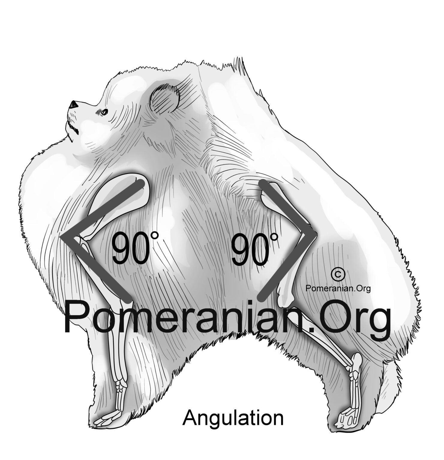 Pomeranian Dog Breed Information | Pomeranians Australia