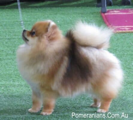 Pomeranians Australia