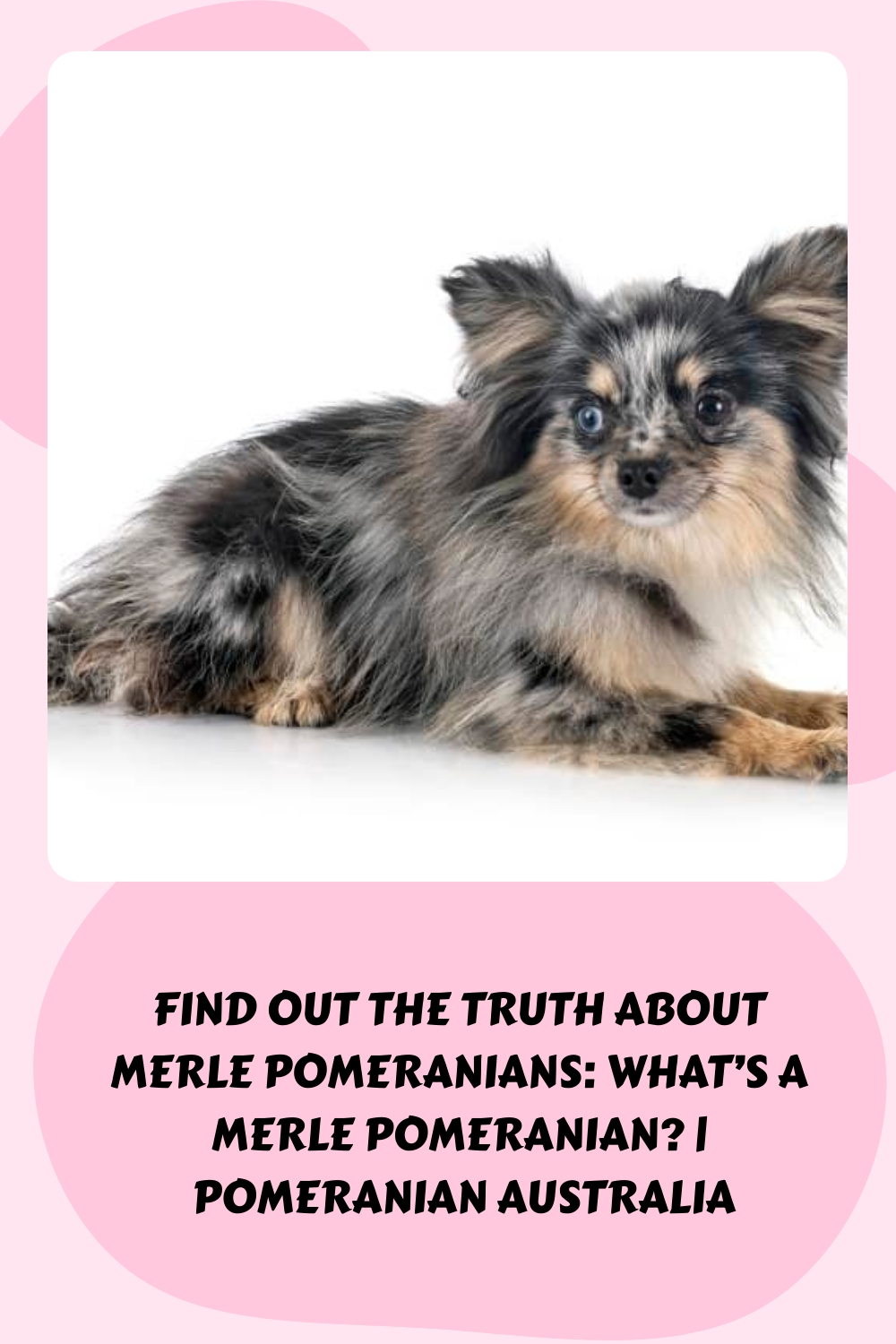 Find Out The Truth About Merle Pomeranians | Pomeranians Australia