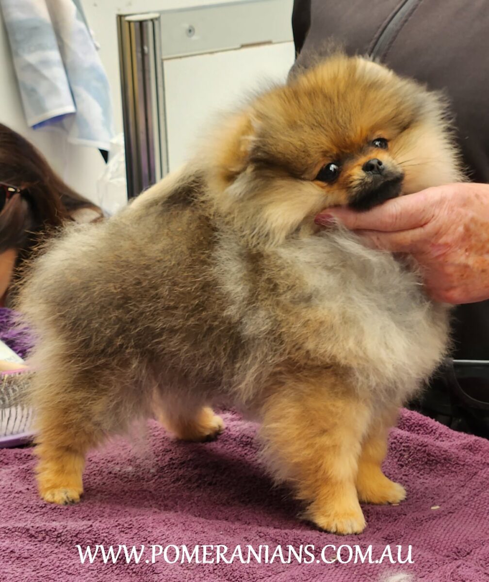 Pomeranians Australia