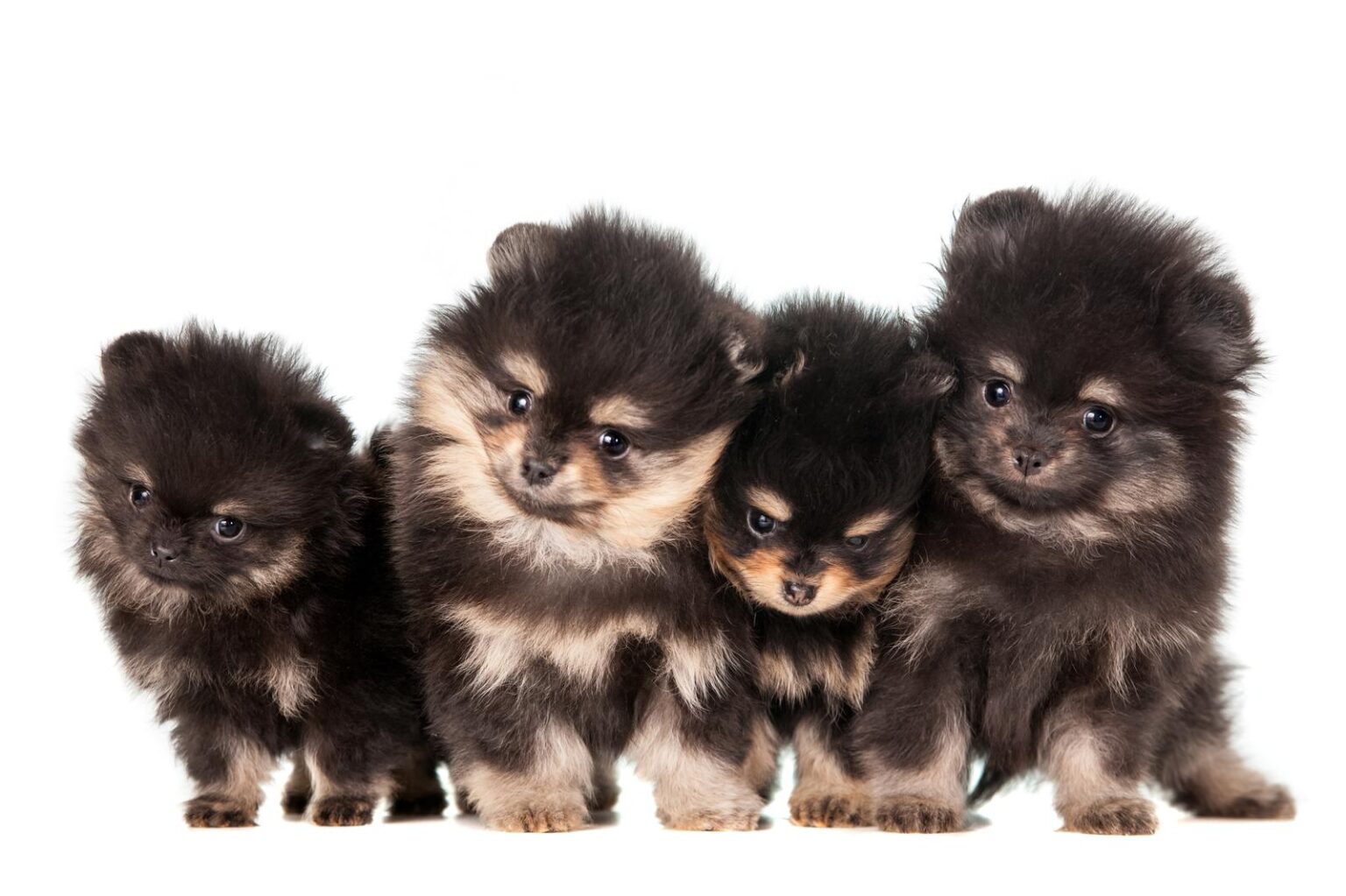 Why You Might Never Hear Back From a Preservation Pomeranian Breeder ...